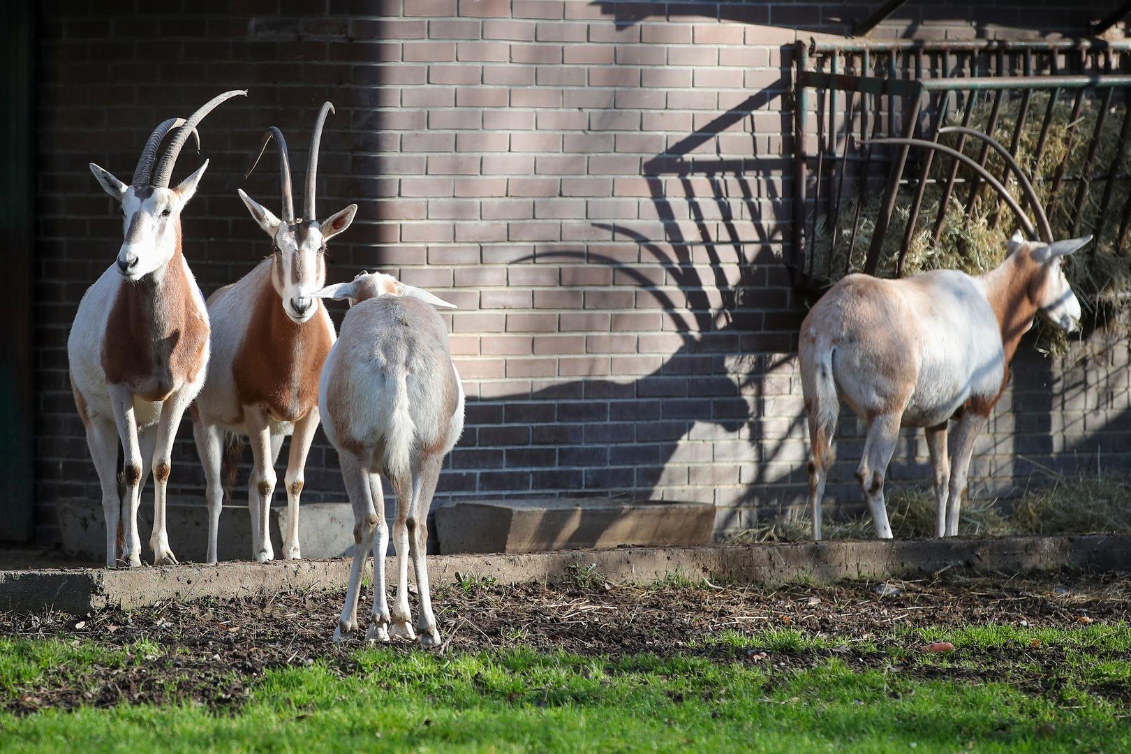 Predstavljen novi oriks u Zagrebačkom ZOO! | Zubak Grupa